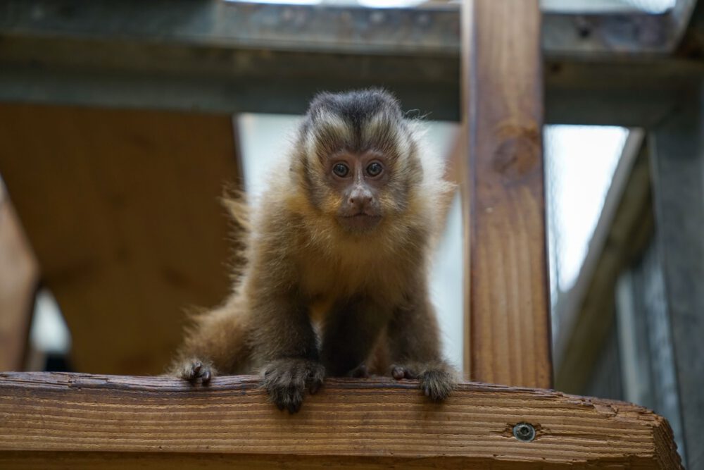 Affe mit Namen - aber allein - Kinder in der Stadt