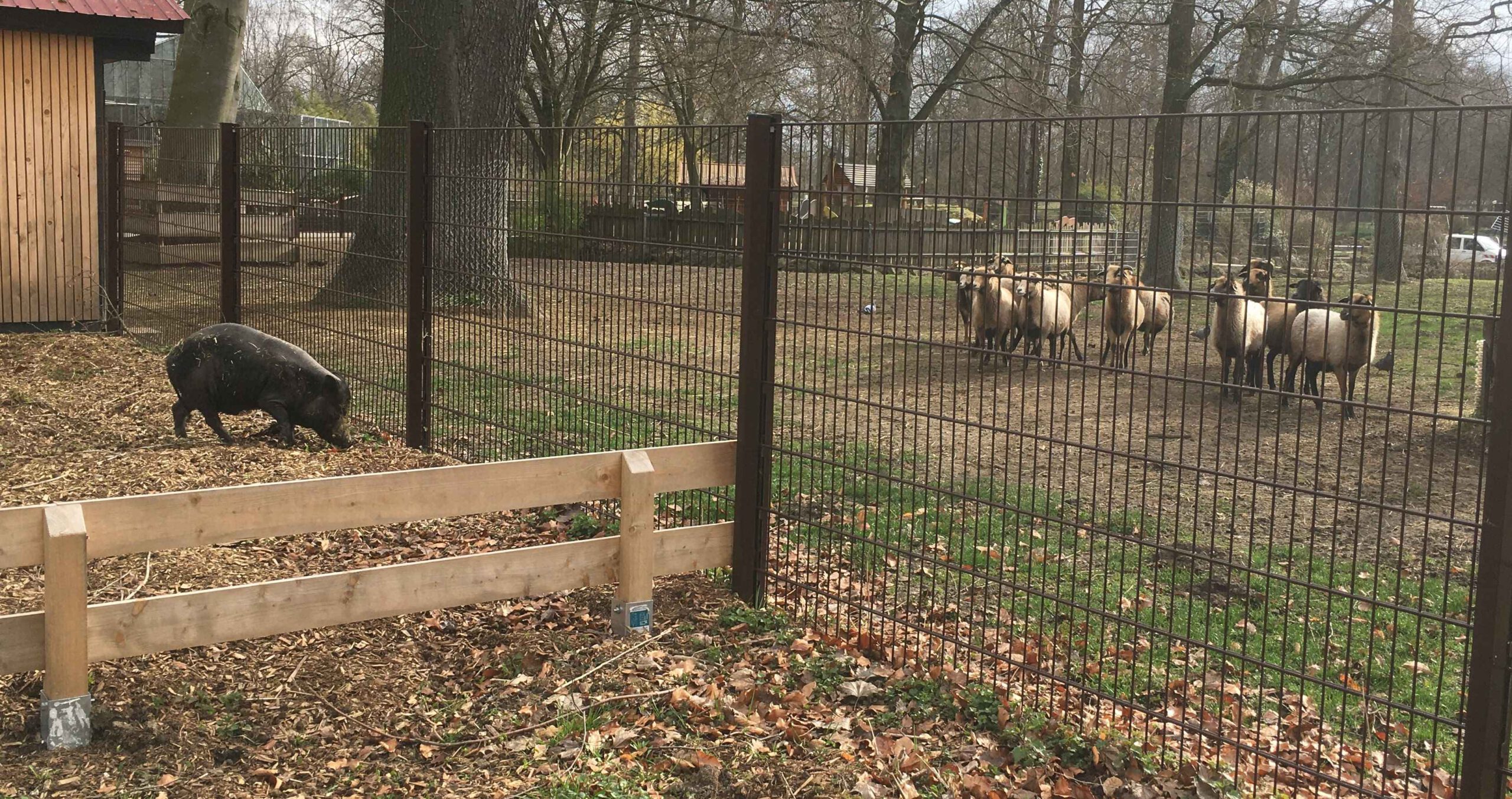Umzug der Ferkel Franz und Ernie - Kinder in der Stadt